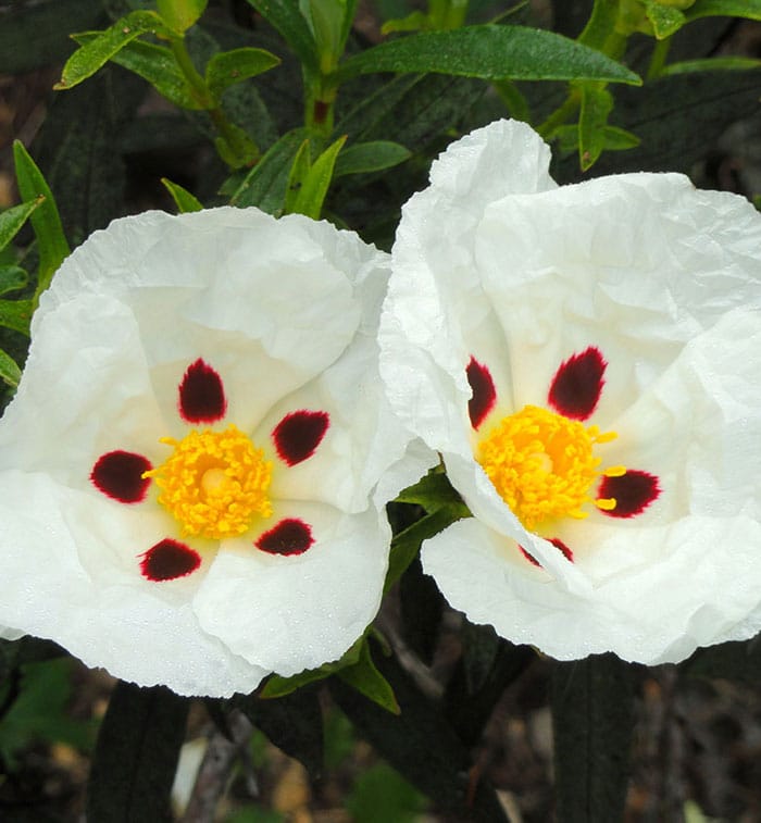 Labdanum Absolute (Cistus ladaniferus) | Druid Alchemy